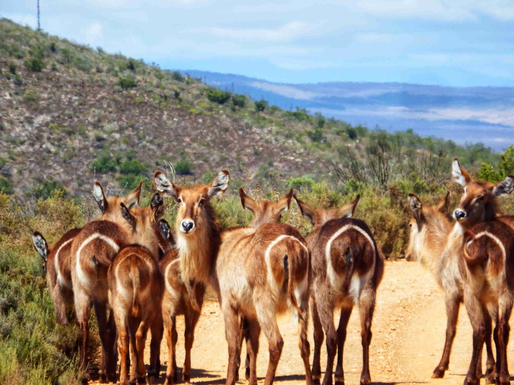 Melozhori Private Game Reserve Cabin - Bonnievale Accommodation