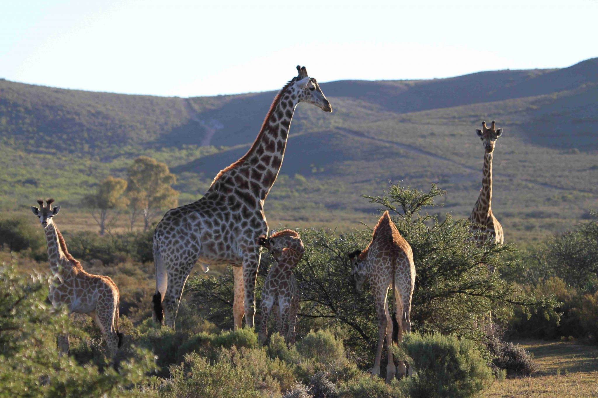 Melozhori Private Game Reserve Cabin - Bonnievale Accommodation